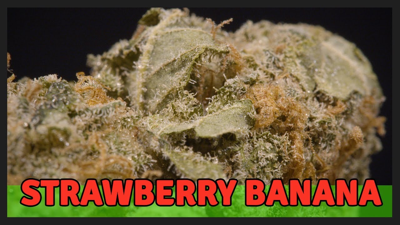 Strawberry Banana Indica Dominant Hybrid Thc 21 Youtube