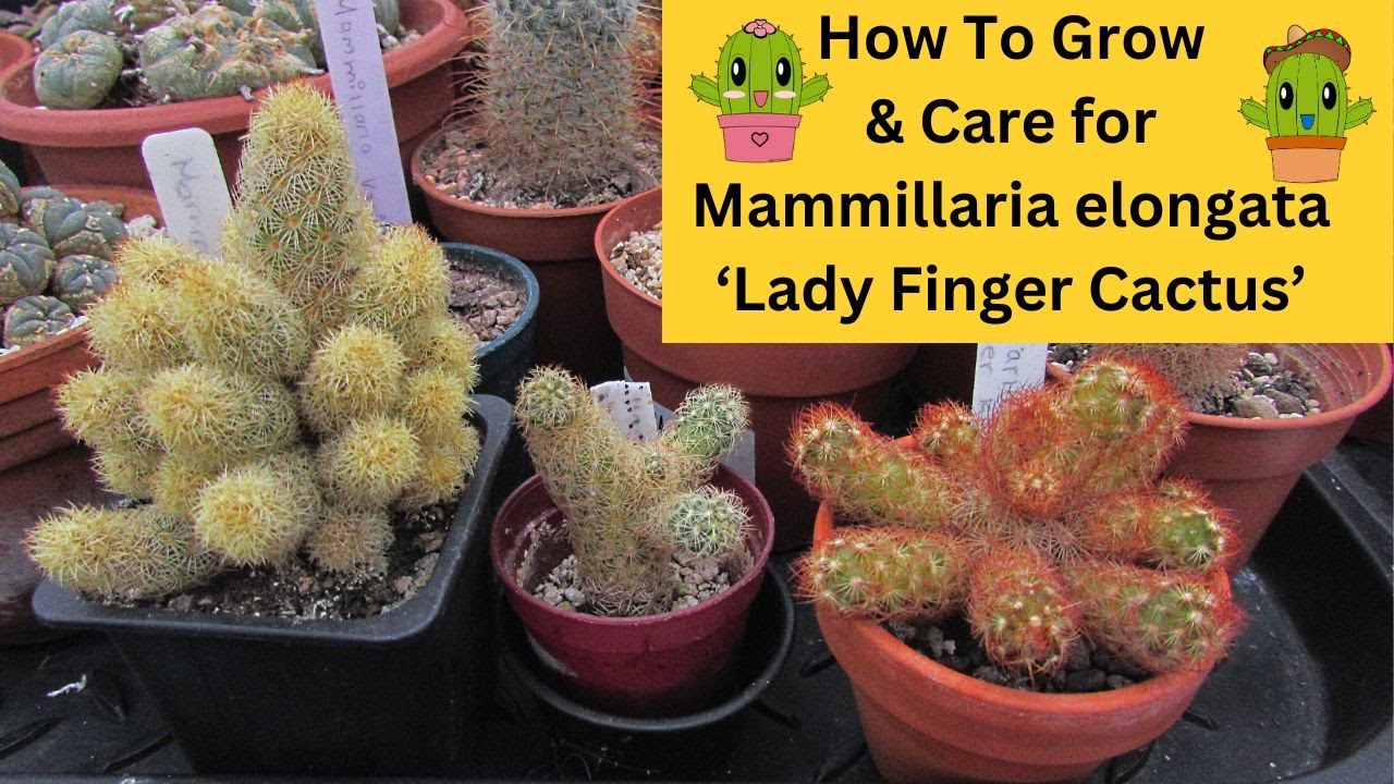 How to Grow & Care for Mammillaria elongata 'Lady Finger Cactus' #cacti ...