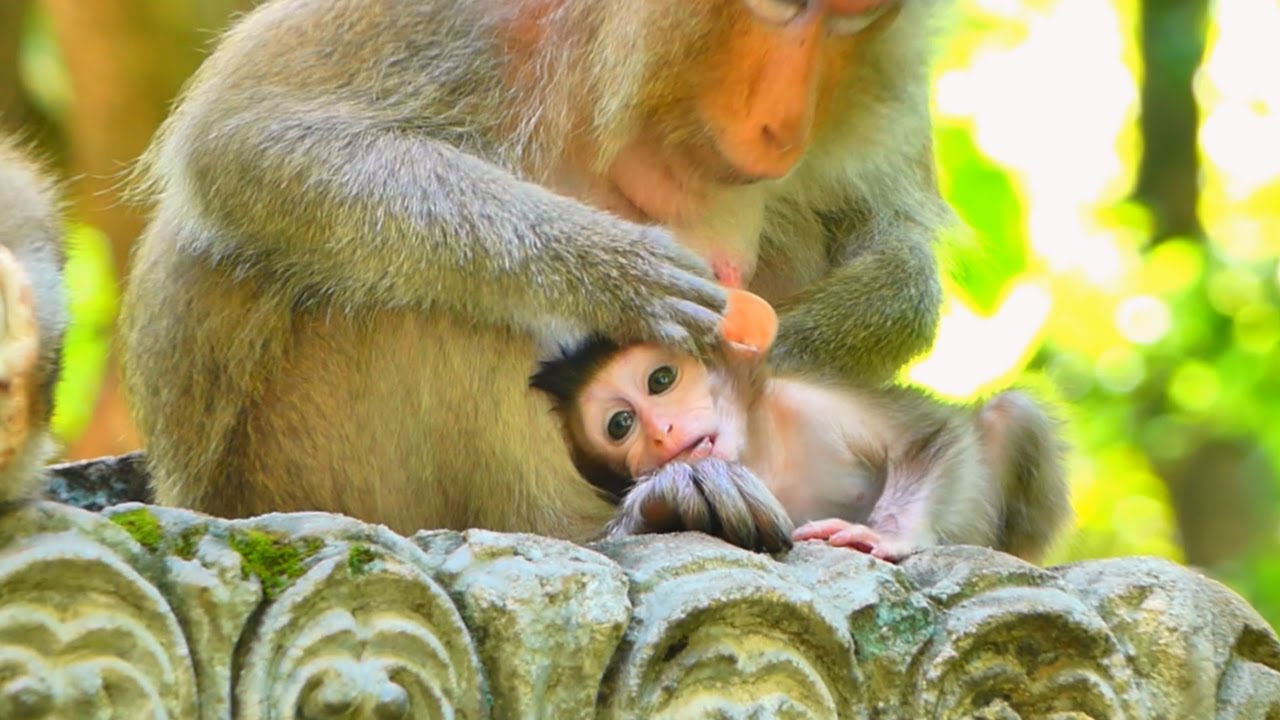 Monkey baby boy feeling so relaxed & warm when monkey mummy taking care ...