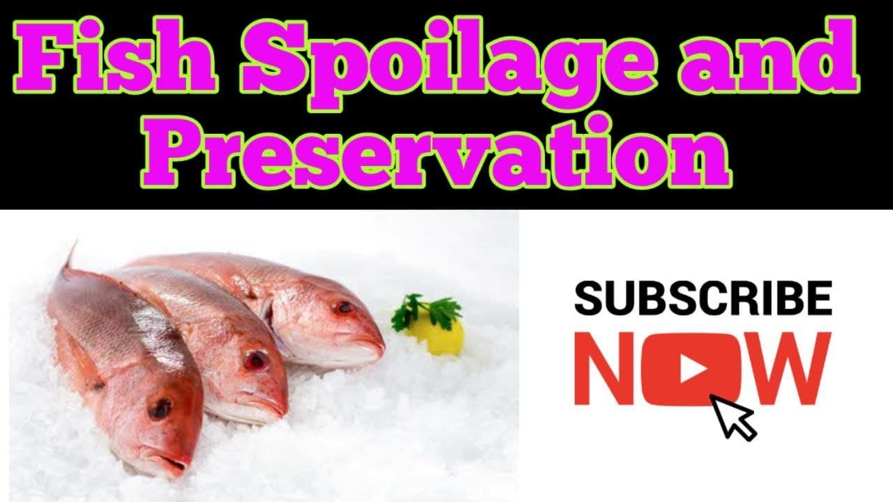 Fish Spoilage and Preservation | Fisheries science - YouTube