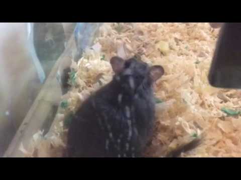 Oldest gerbil in the world - YouTube