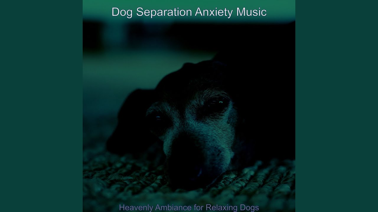 Entertaining Big Band with Clarinet - Vibe for Dogs Home Alone - YouTube