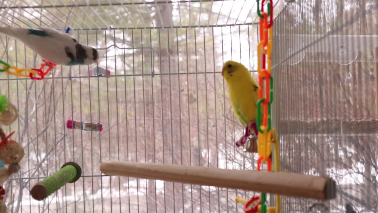 1/2 hour Parakeet Sounds to start the day! - YouTube