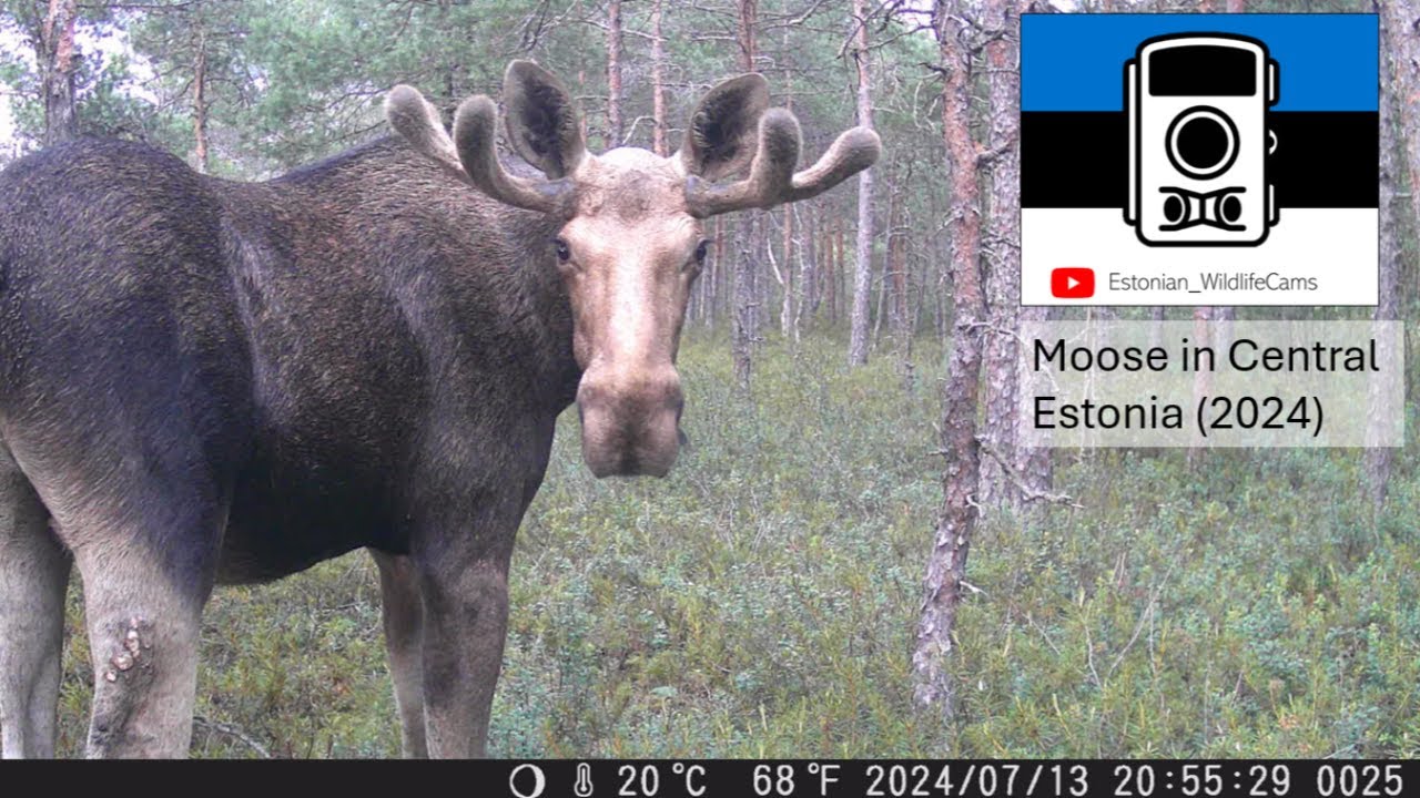 Peeking Moose in Central Estonia (2024) (1080p) - YouTube