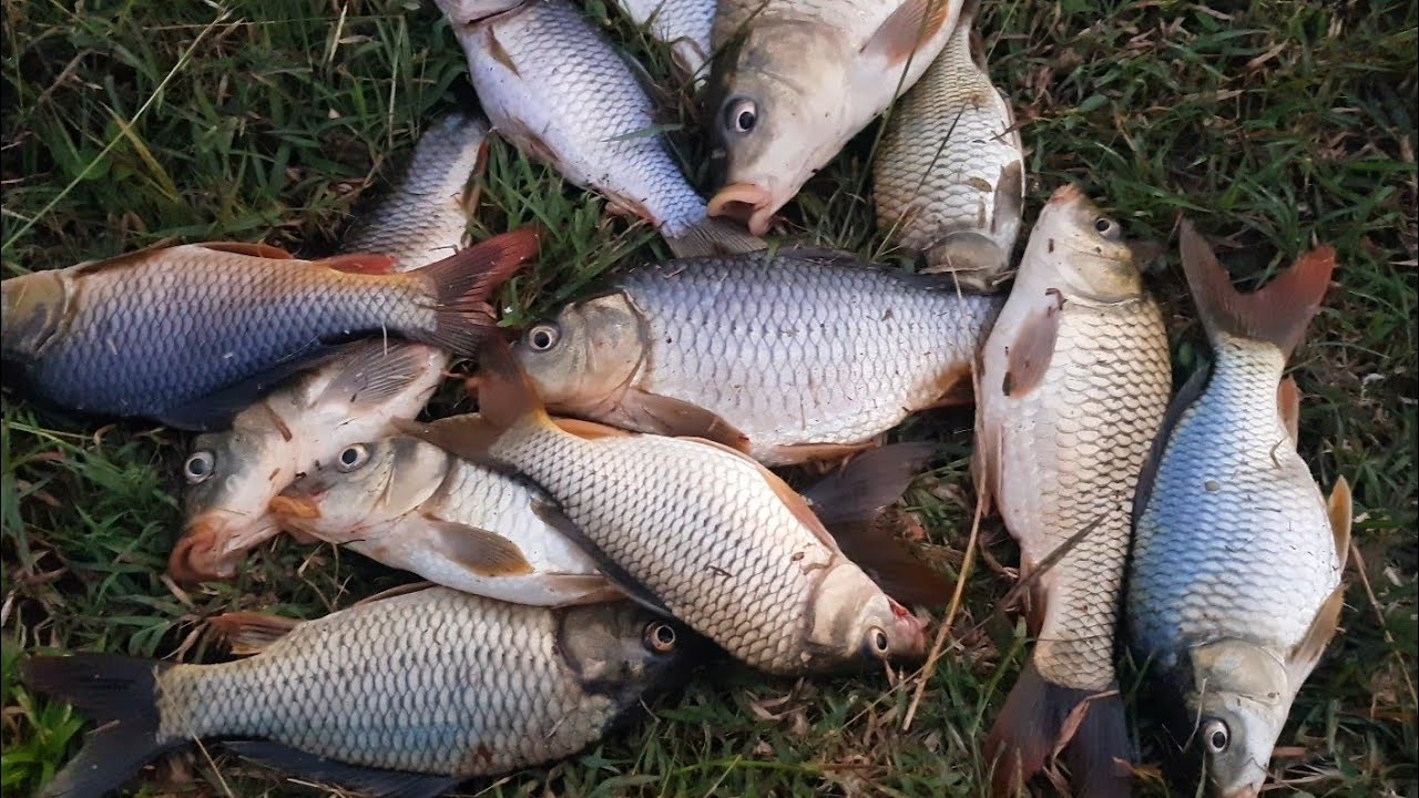 Traditional fishing of Common carp hand line fishing - YouTube