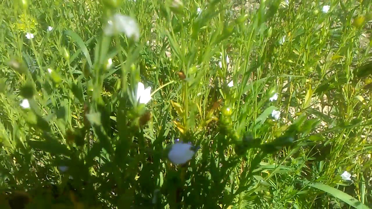 Keten bitkisi tohumları faydaları keten bitkisinin çayının yararları ...
