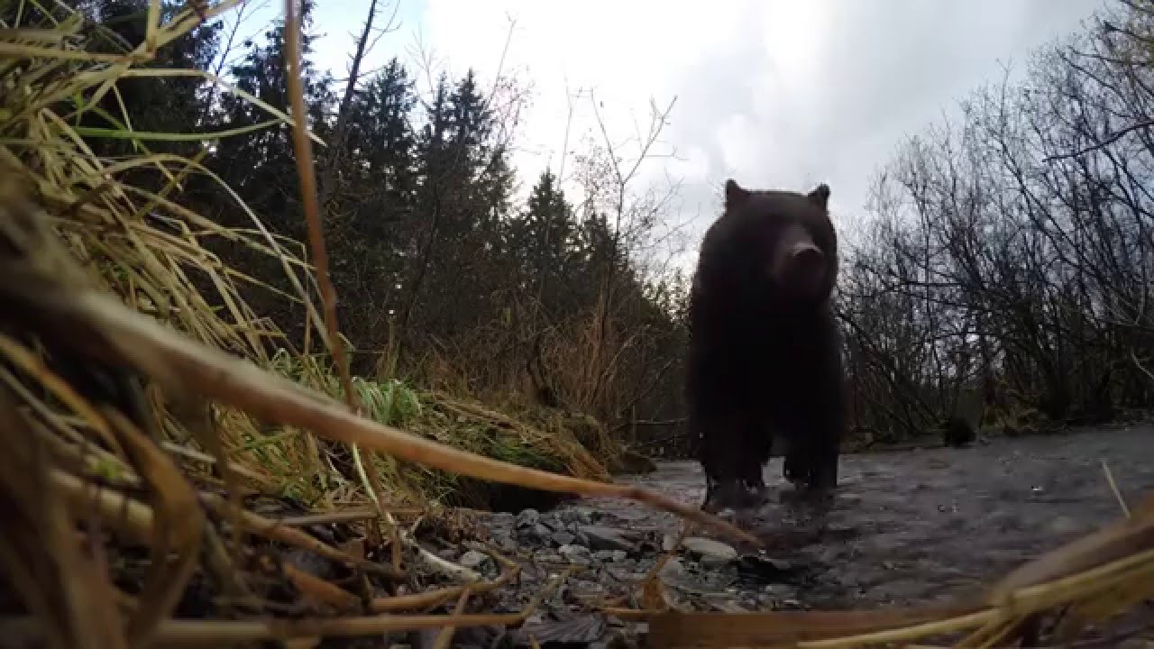 Black Bear Caught on GoPro Hero 4 Camera - YouTube