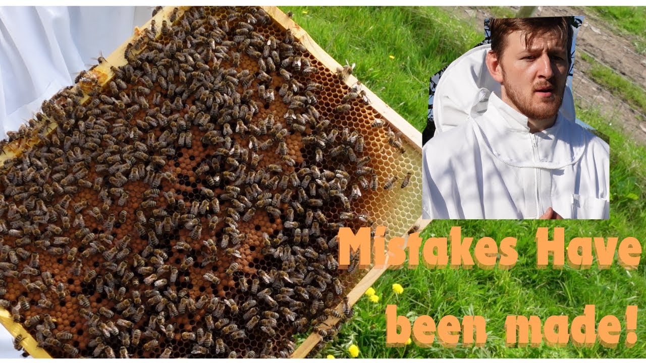 Disaster in the Hive | The Future of Our Bees in Peril - YouTube