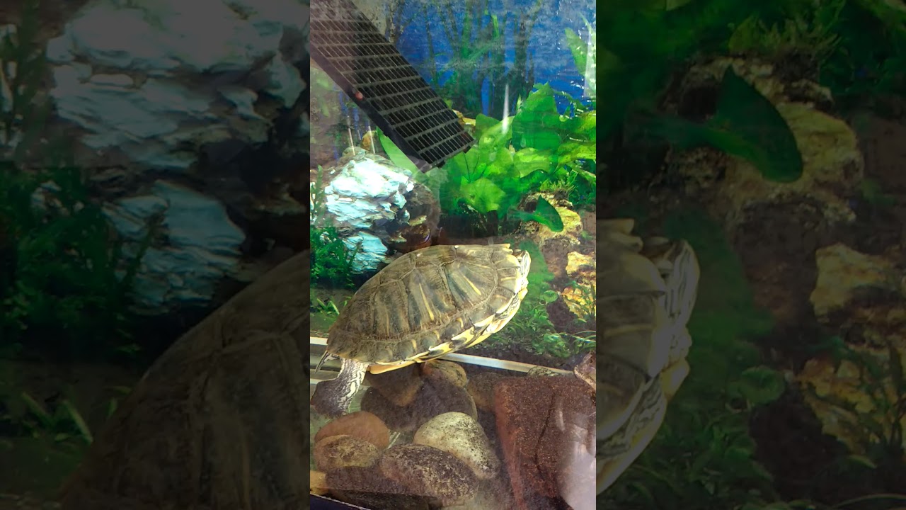 Ms. Ball Intro - YouTube