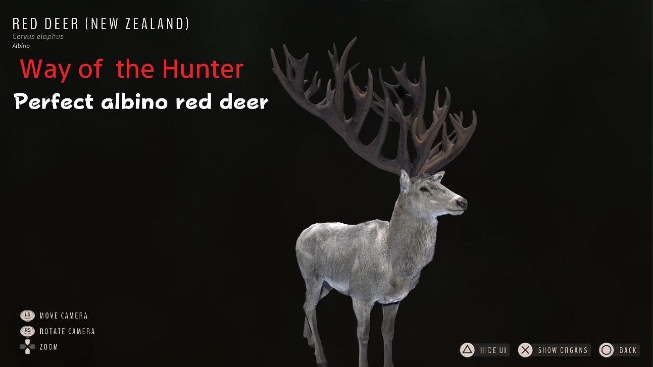 Way of the Hunter perfect albino Red Deer!!! - YouTube
