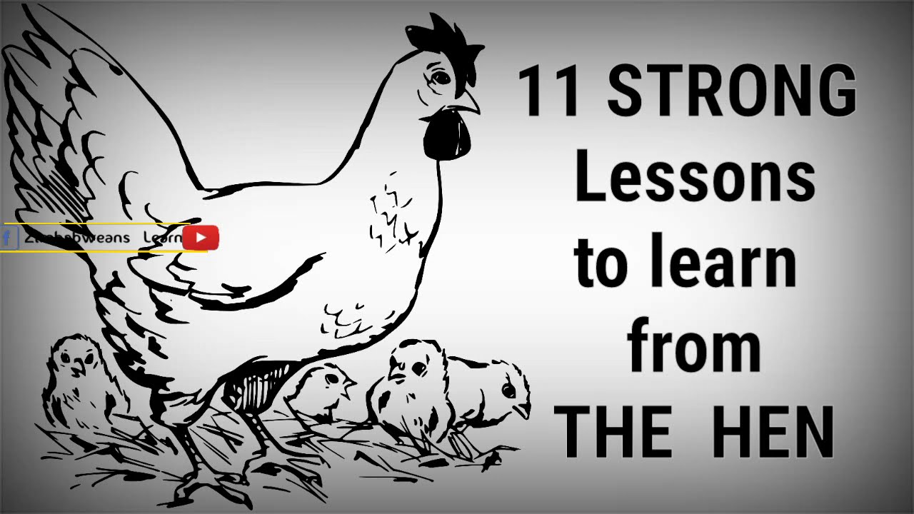 Top 10 Life's strong Lessons to LEARN from a HEN - YouTube