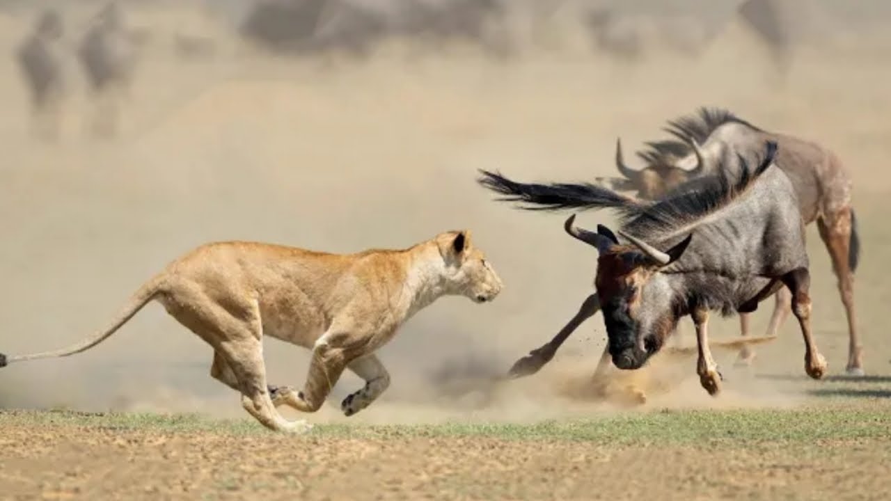 Hungry Lion Attack Baby Wildebeest | Wild Animals attack - YouTube