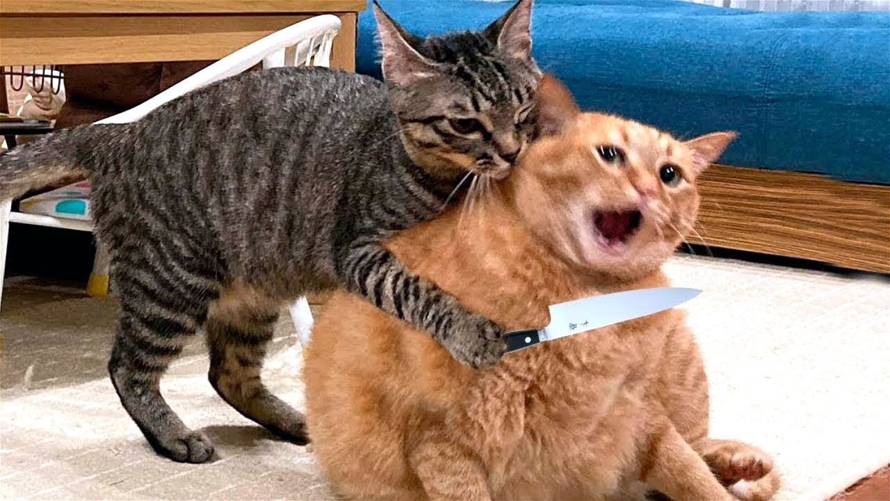 The Endless Dog-Cat Attack Anthology Of Funny Dogs And Cats And Fights ...