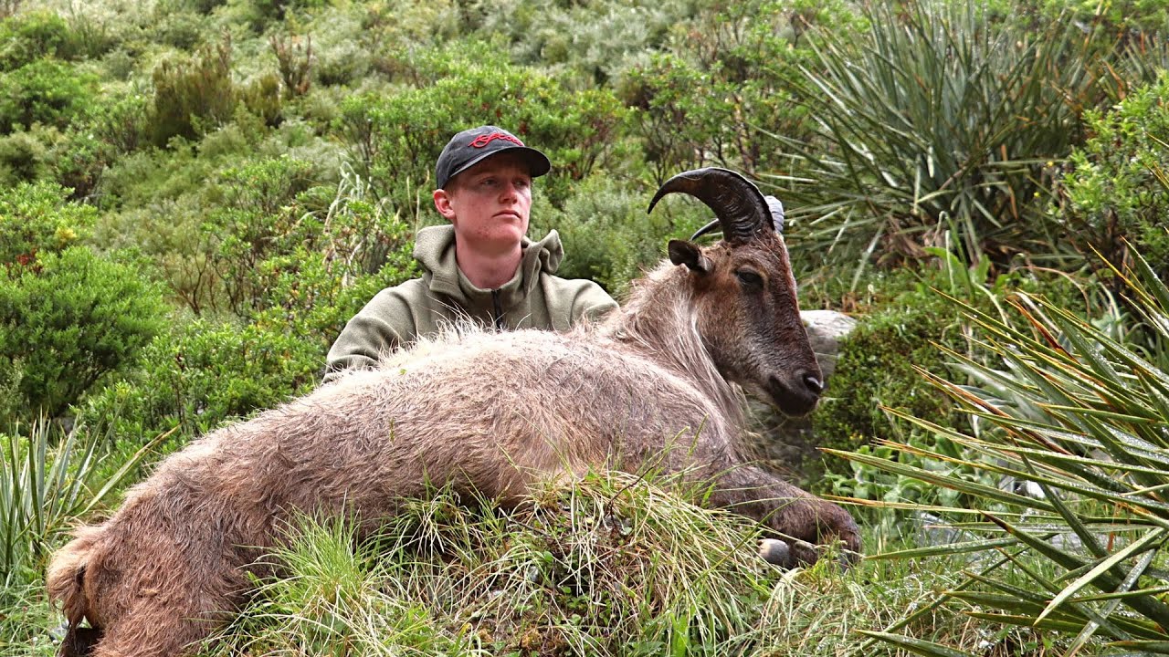 Himalayan Tahr Hunting New Zealand - YouTube