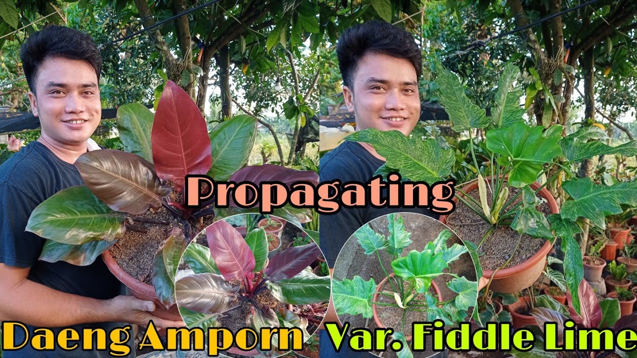 Propagating Philodendron "Daeng Amporn" And "Variegated Fiddle Lime ...