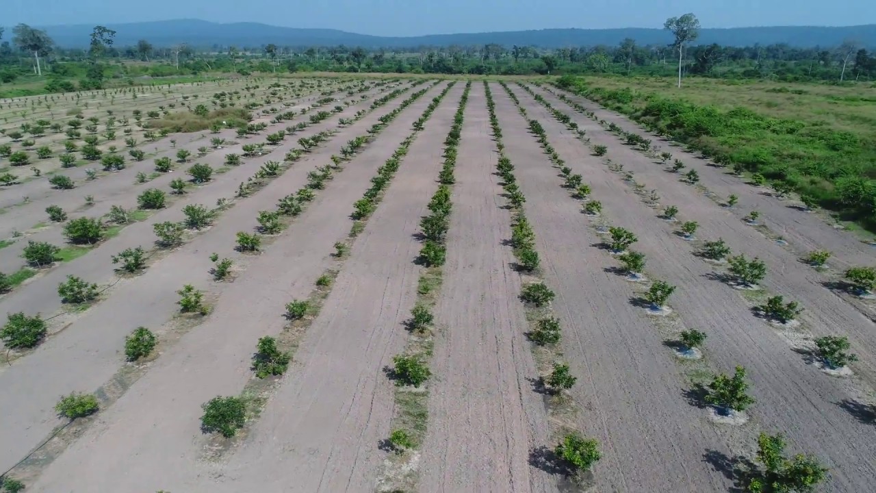 Longan Farm Cambodia Pursat 011 912 818 (02) - YouTube