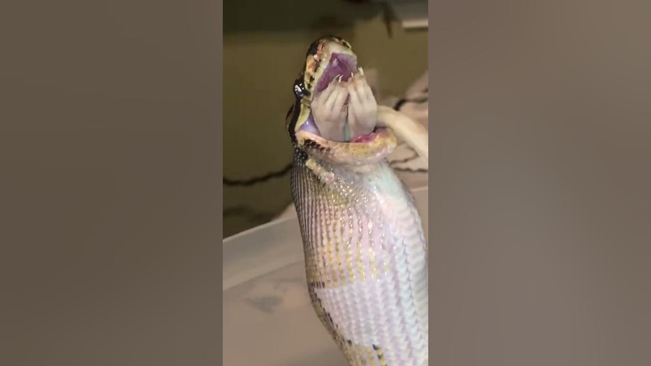 Ball python eats yummy rat - YouTube