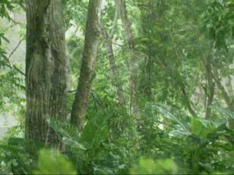 Rain and rain and rain in the forest - Lluvia en la Selva - YouTube