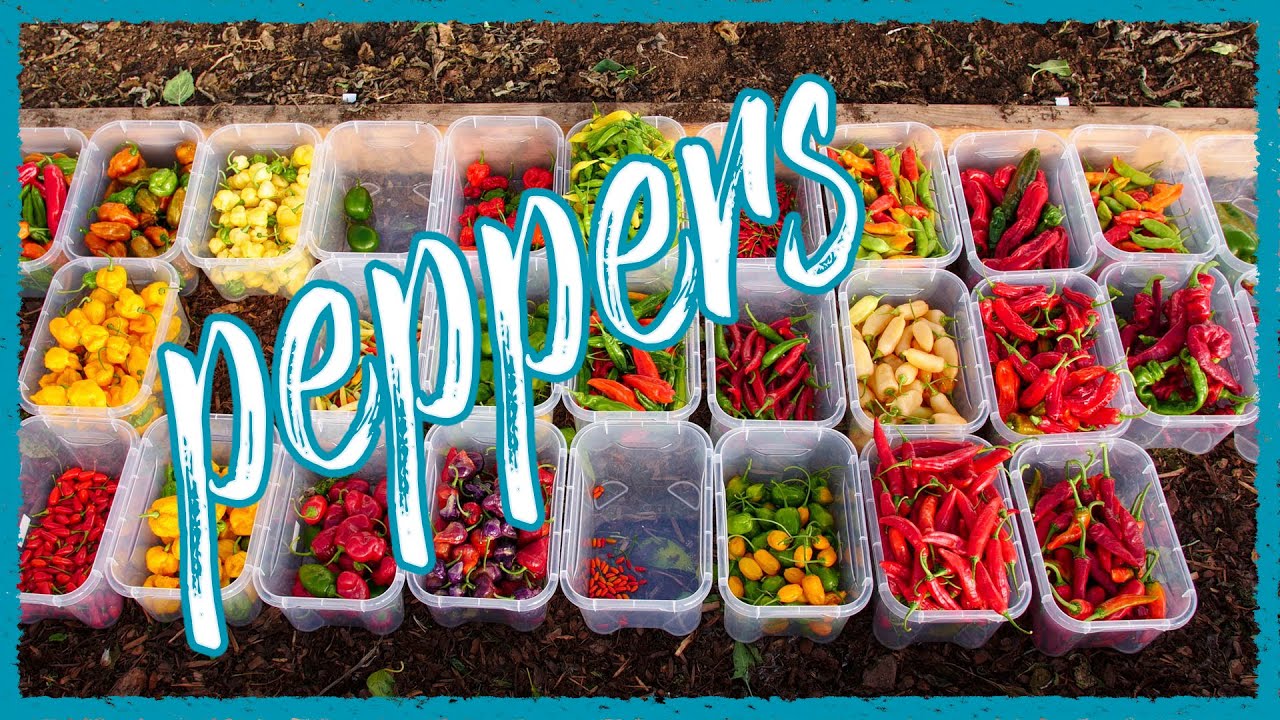 Wow, I got a ton of peppers!! - YouTube