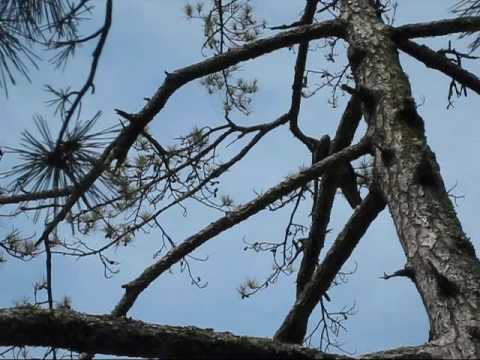 Hawk Cry on Miyajima Island, Japan - YouTube