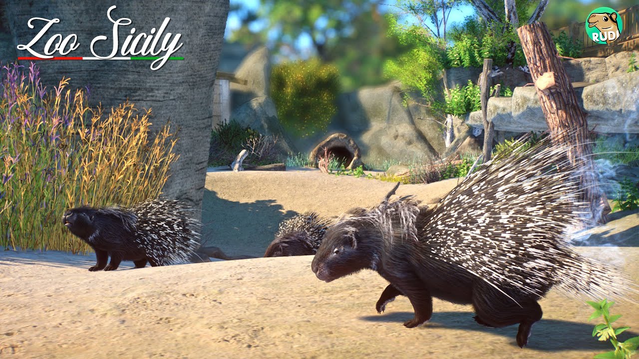 Porcupine Planet Zoo at Jordan Biddle blog