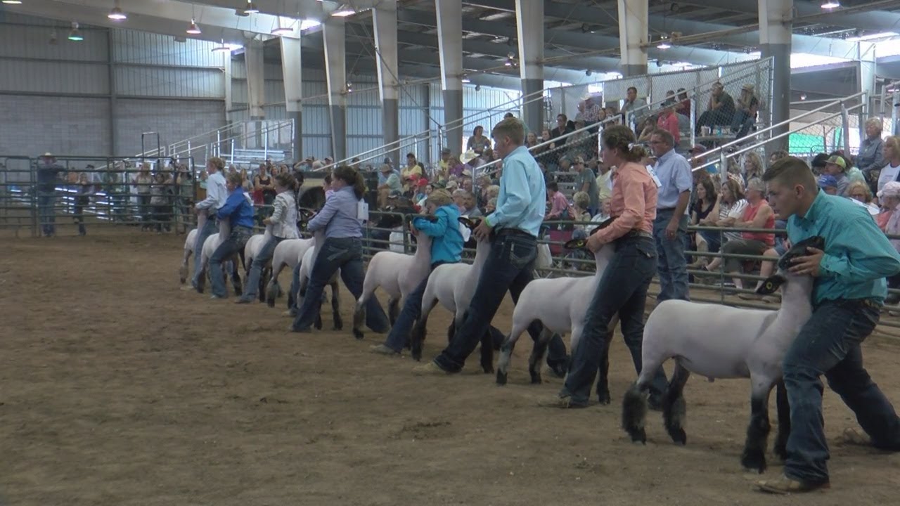 Kids compete in State Fair's Junior Market Lamb Show - YouTube