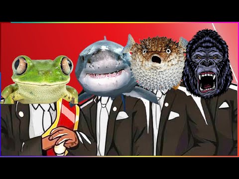 FROG & SHARK & PUFFER FISH & GORILLA (ANIMALS WORLD) - Coffin Dance X ...