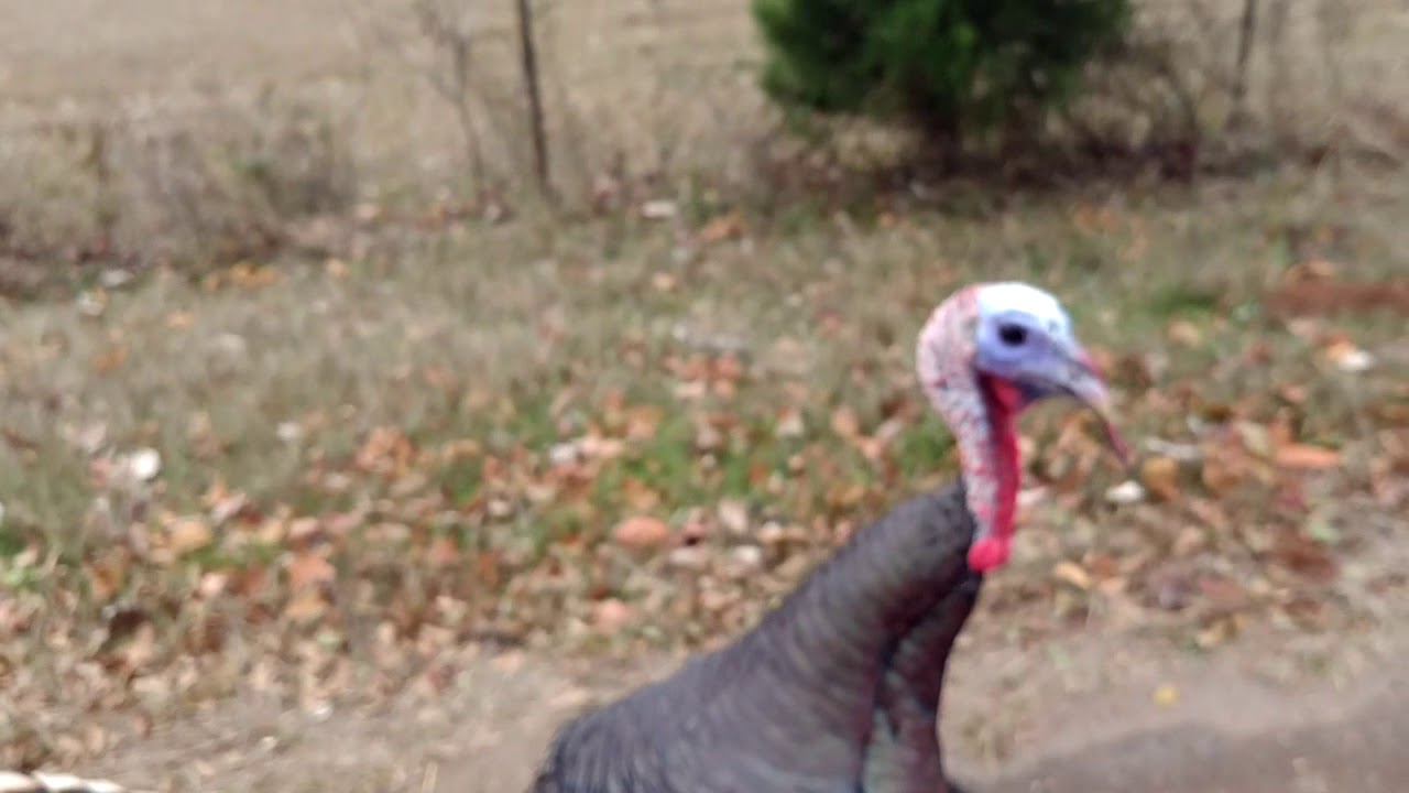 Jasper the Water Troll to Major Tom's Turkey Toll - YouTube