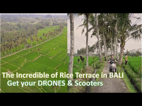 Bali Rice Terrace, Mancingan Rice Terrace Tracking - YouTube