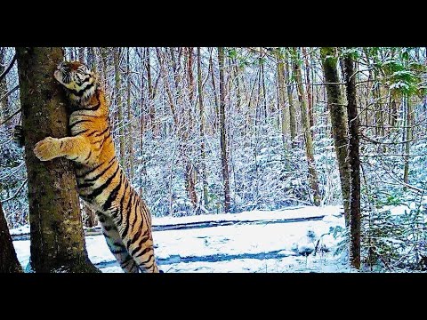 Amur tiger - the king of Russian taiga! Incredible videos from the Ussuri region & Siberia.