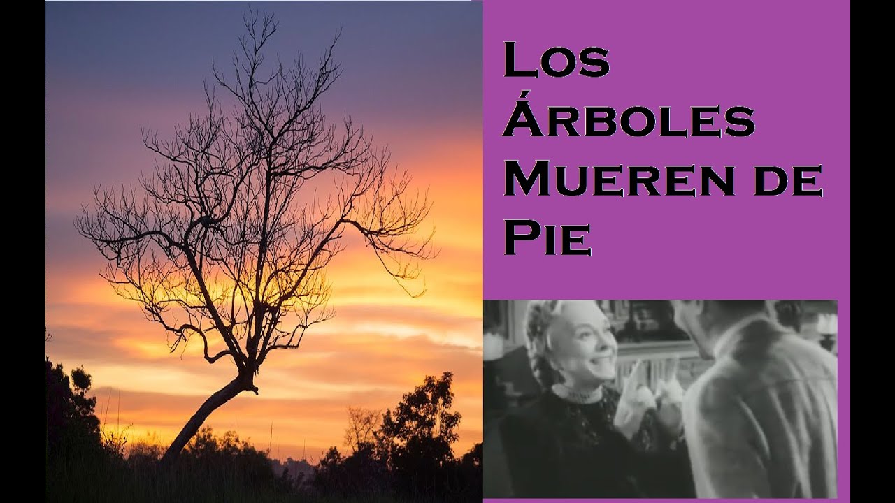 Resumen Los Árboles Mueren De Pie en 8 minutos - YouTube