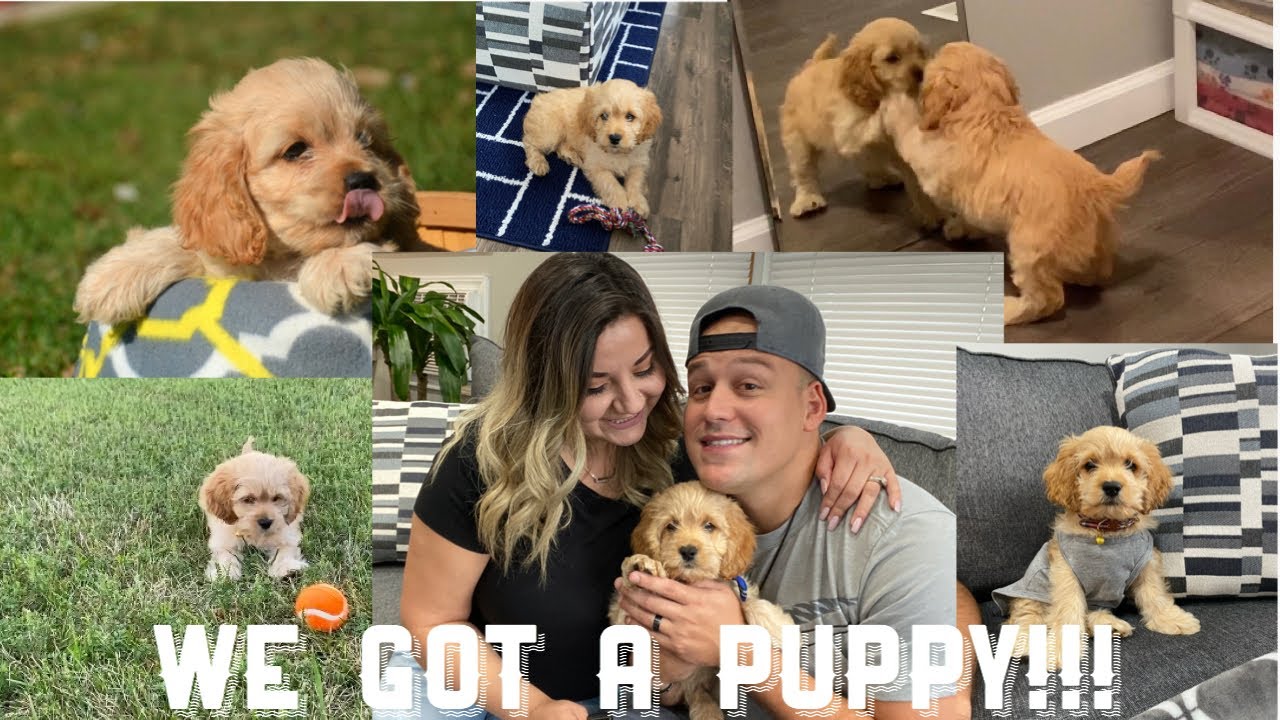 We got a cockapoo puppy! Welcome to the family Bailey! - YouTube