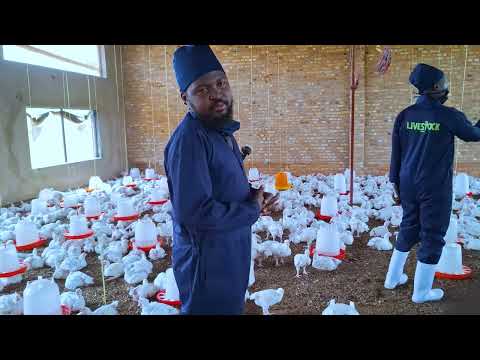 BOOM🔥🔥AMAG AJE MUBUNDI BURYO 🍗MUNKOKO🐓🐓 ZITAGIRA INGANO 🐔MURATANGAZWA NUBWIZA BWAZO NGE BYANDENZE