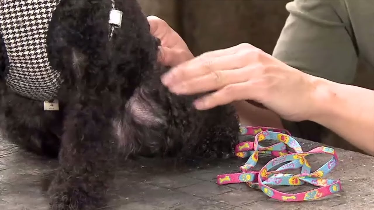 貴婦狗咬自己 煉狗術師Eric Ko用任務舒緩狗狗焦慮症 (寵物狗救星 - 超級馴犬師 - EP02-1) - YouTube