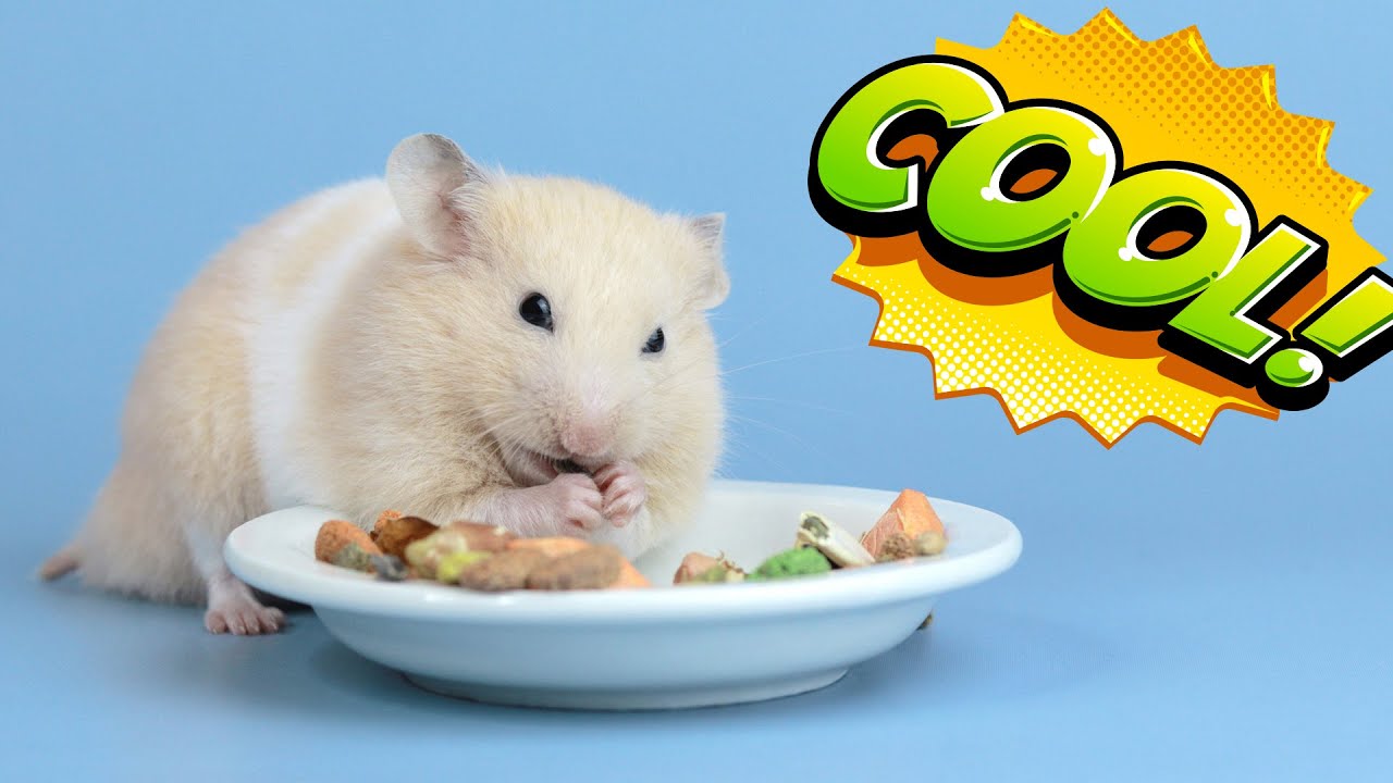 🐹 Hamster Escapes the Maze for Pets in real life | Collection - YouTube