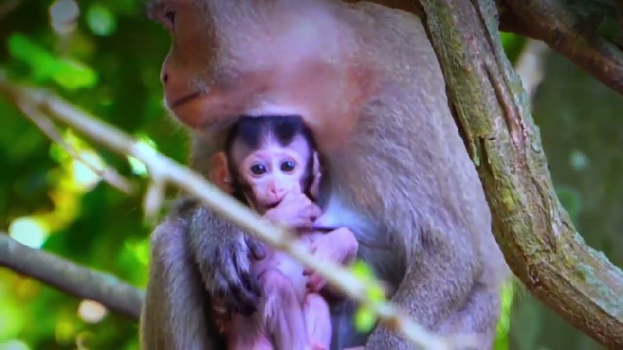 Meltdown Ever with monkey lover | Baby Monkeys playing and Cuddling ...