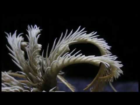 トリノアシ Metacrinus rotundus - YouTube