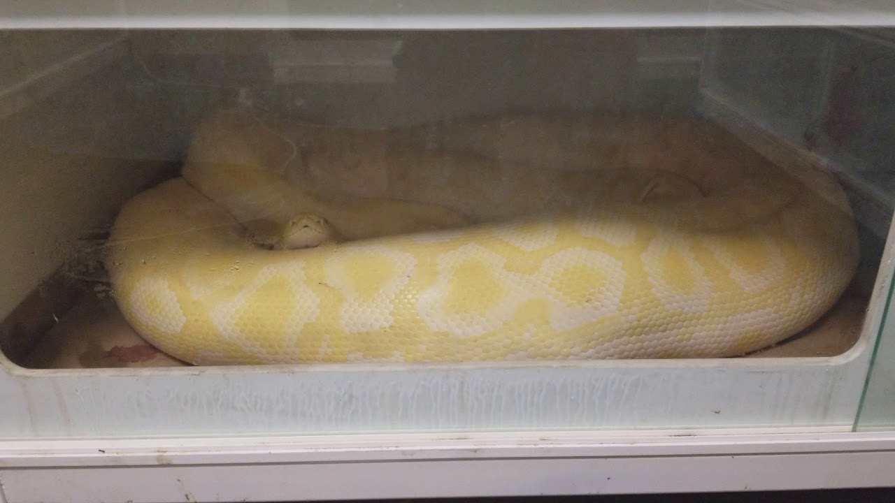 Big burmese python Cornflake update - YouTube