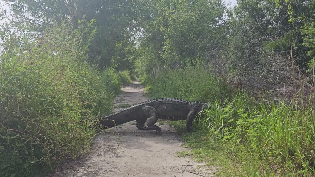 Large Alligator crossing the trail at Circle B Bar Reserve in 8K. - YouTube