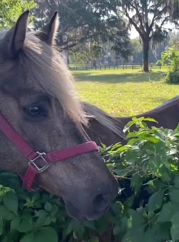 Patrick devine files are available free as he wished in our telegram law study group and archive ...