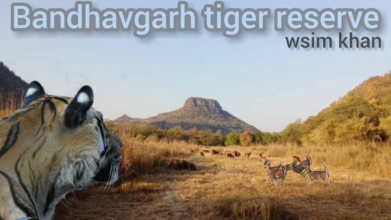 tiger trying to hunt - YouTube