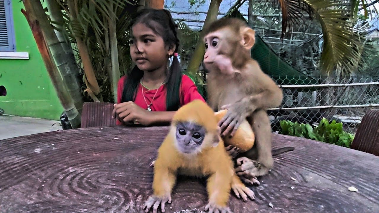 Sister Keke and Monkey Yaya, as well as the newborn Baby Yoyo, are ...