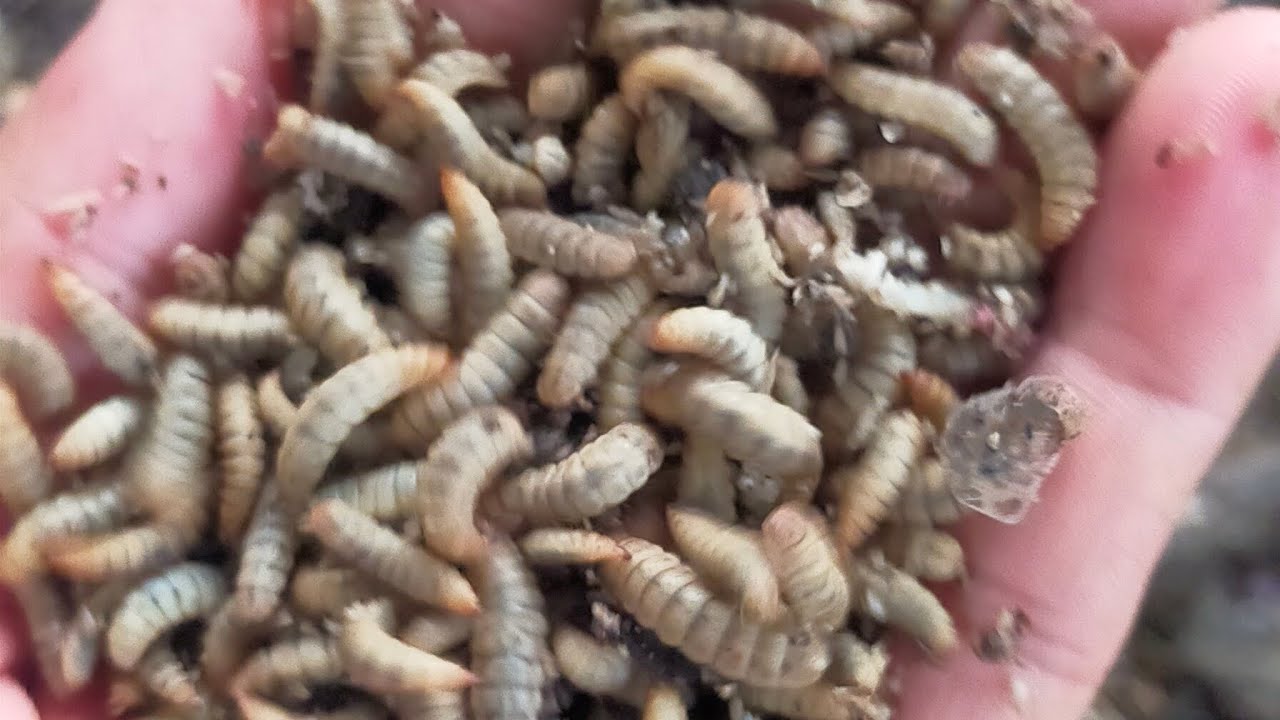KEUNGGULAN MAGGOT DALAM MENGOLAH SAMPAH ORGANIK. untung jutaan rupiah ...