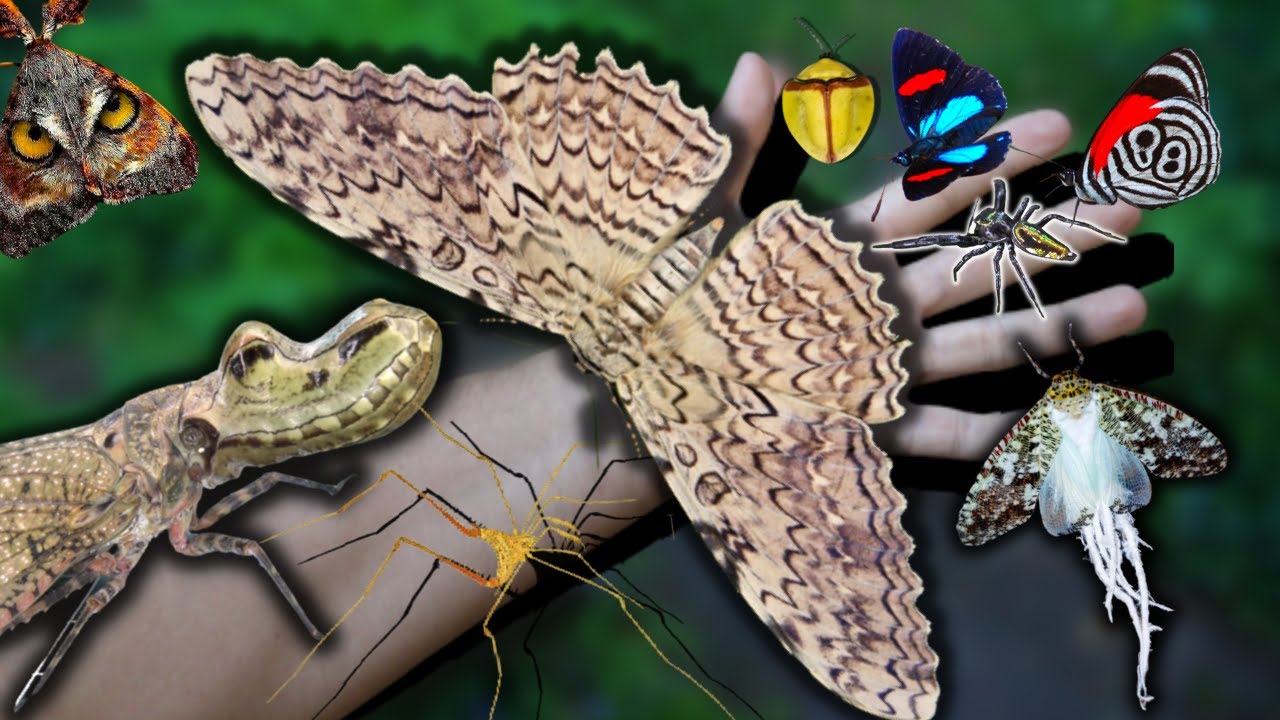 You didn't even know THESE INSECTS exist! [Brazil Insect Compilation ...