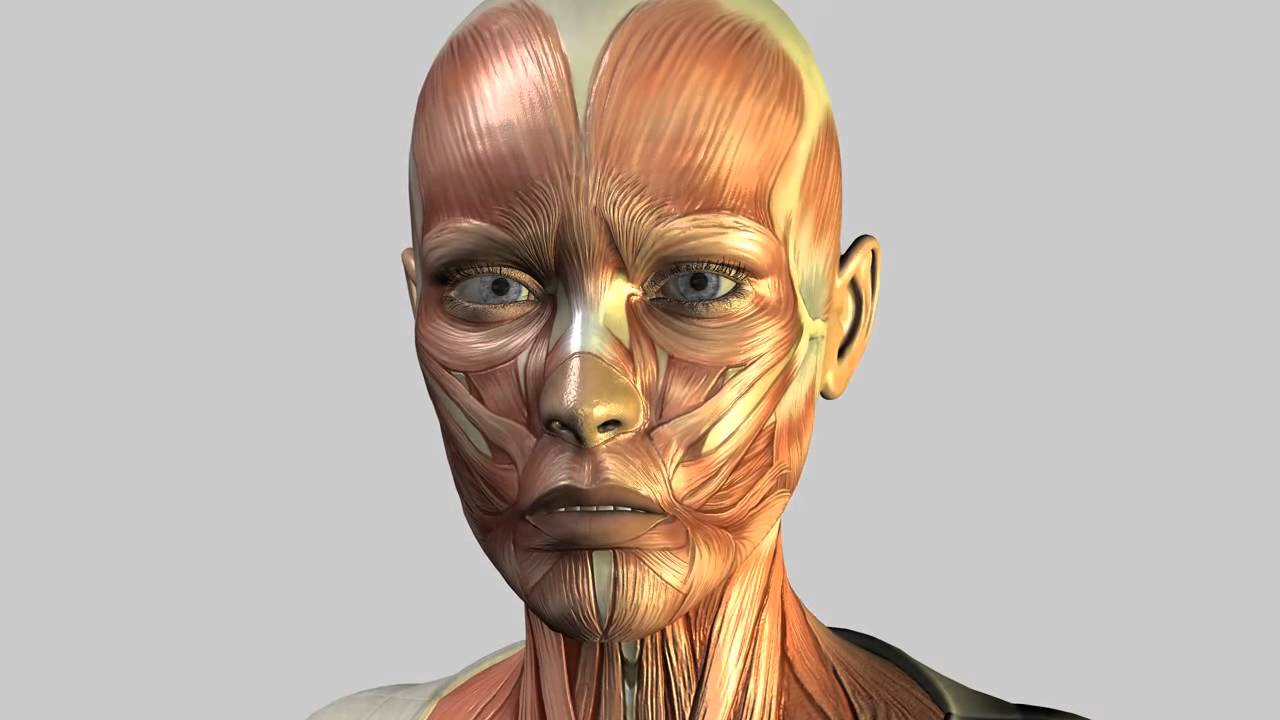 mimica facial - YouTube