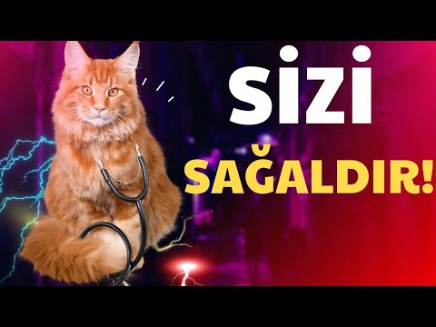 Pişiklər İnsanı necə Sağaldırlar? İnanılmaz Sirr