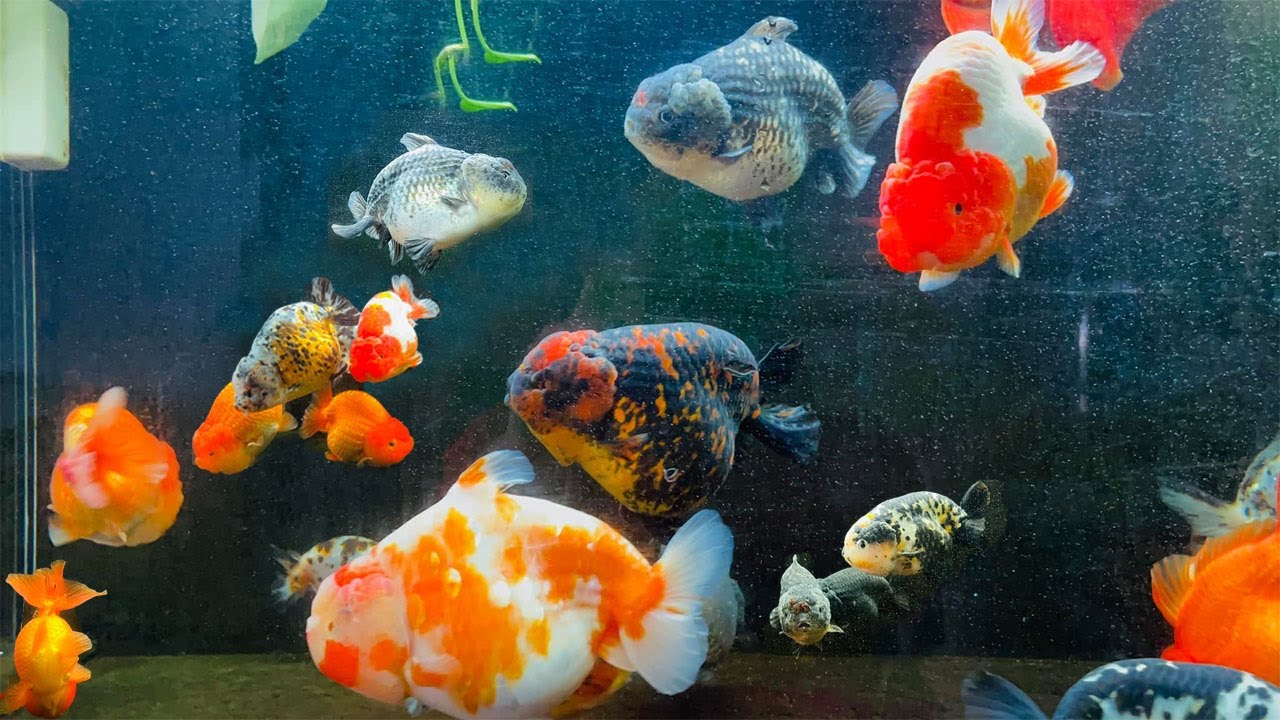 The most beautiful goldfish - YouTube