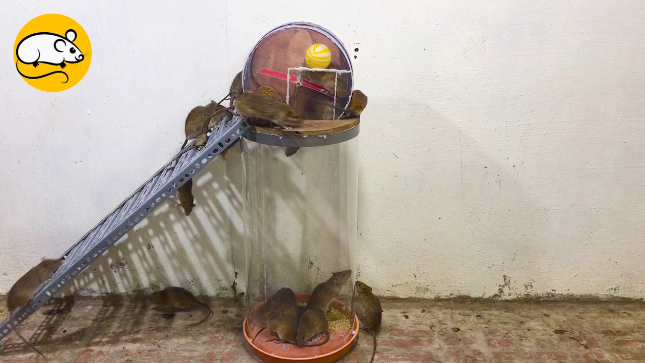 how to catch mice, how to catch a lot of mice - YouTube