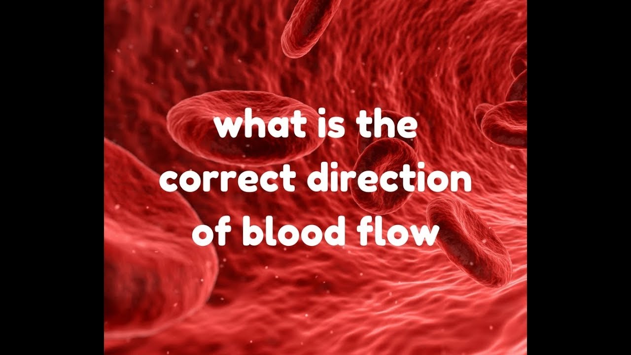 what is the correct direction of blood flow - YouTube