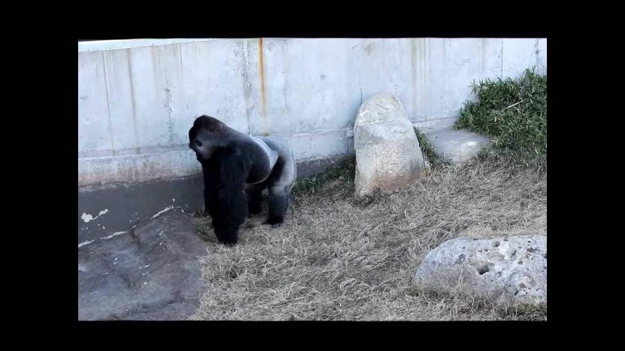 Zuza a Western Lowland Gorilla throwing a stick - YouTube